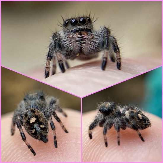 Female Juvenile P Regius Jumping Spider by PunkRock Spoods