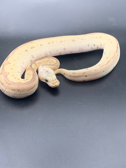 Pastel Batman Ball Python by Pura Vida Pythons