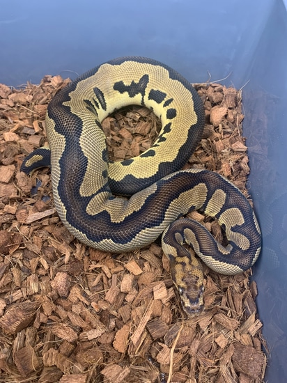 Leopard Clown Ball Python by Pura Vida Pythons
