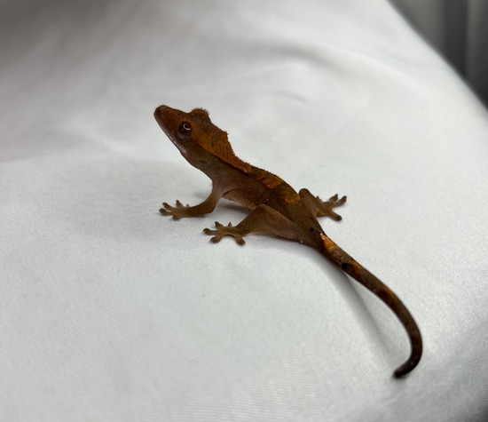 Red Flame Crested Gecko by Puregoldgeckos