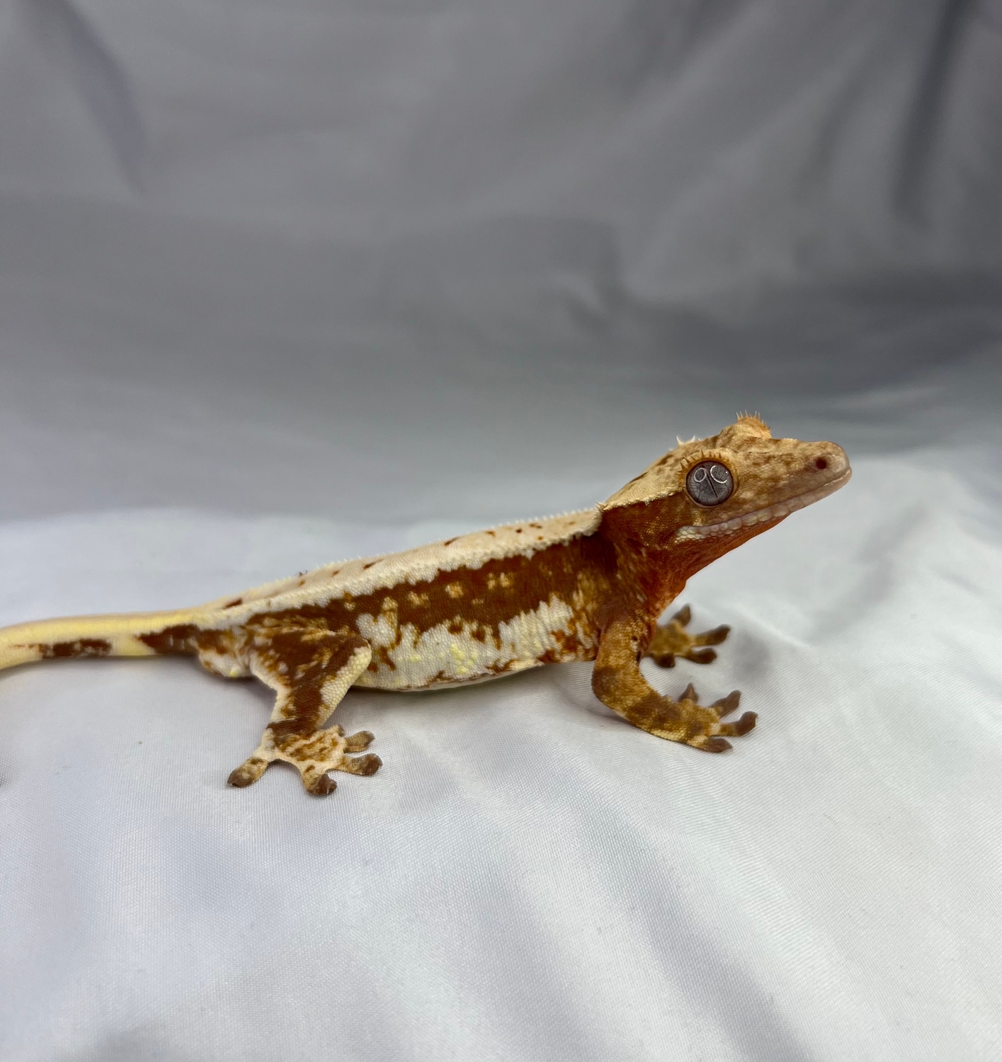 Red Lily White Crested Gecko by Puregoldgeckos - MorphMarket