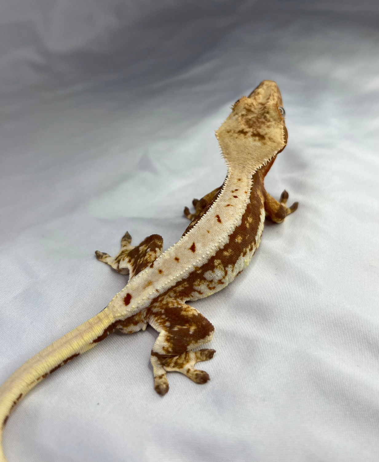 Red Lily White Crested Gecko by Puregoldgeckos - MorphMarket