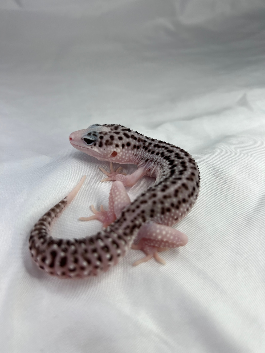 Galaxy Pied Leopard Gecko by Puregoldgeckos - MorphMarket