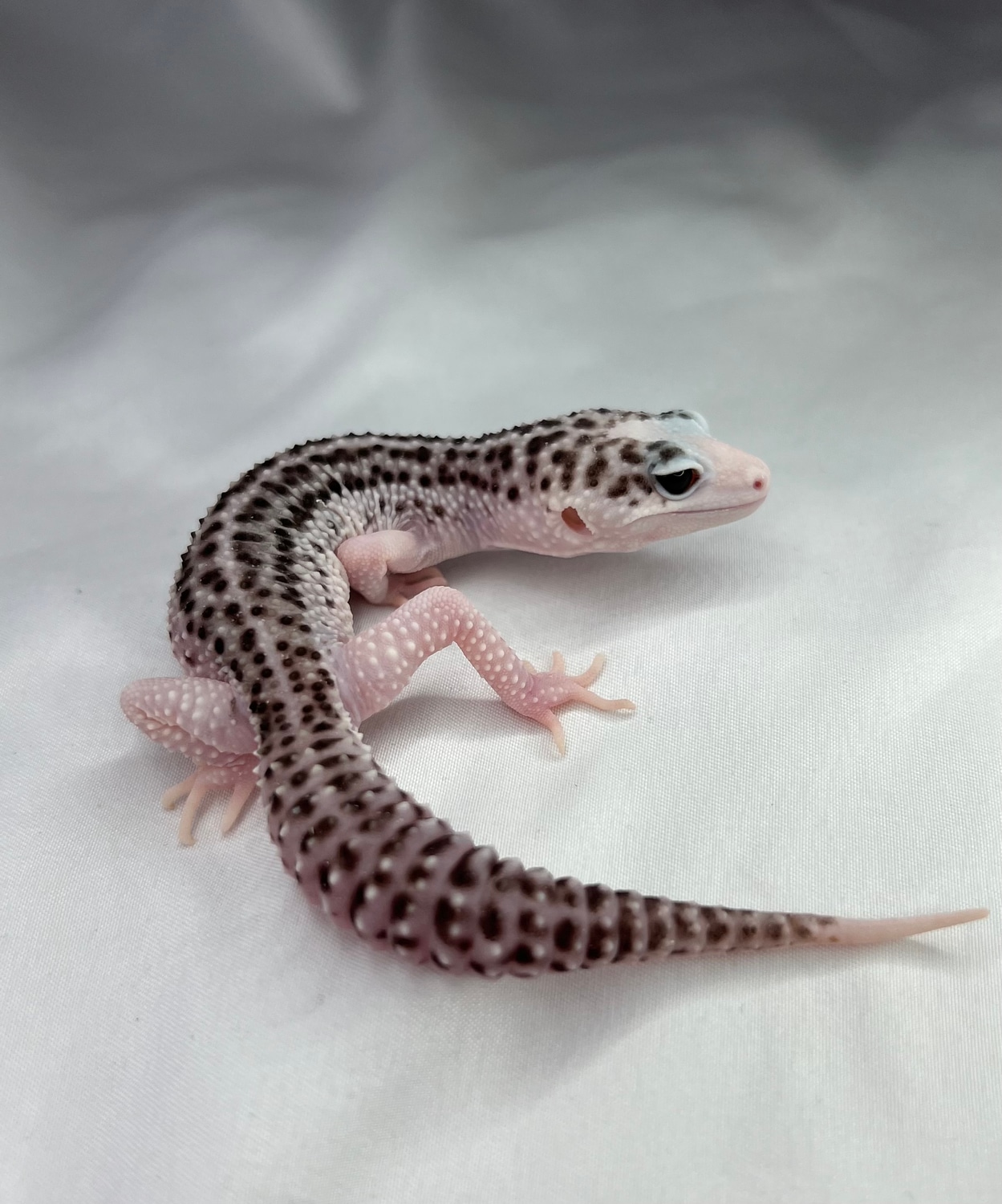 Jmg Line Galaxy Pied Leopard Gecko by Puregoldgeckos - MorphMarket
