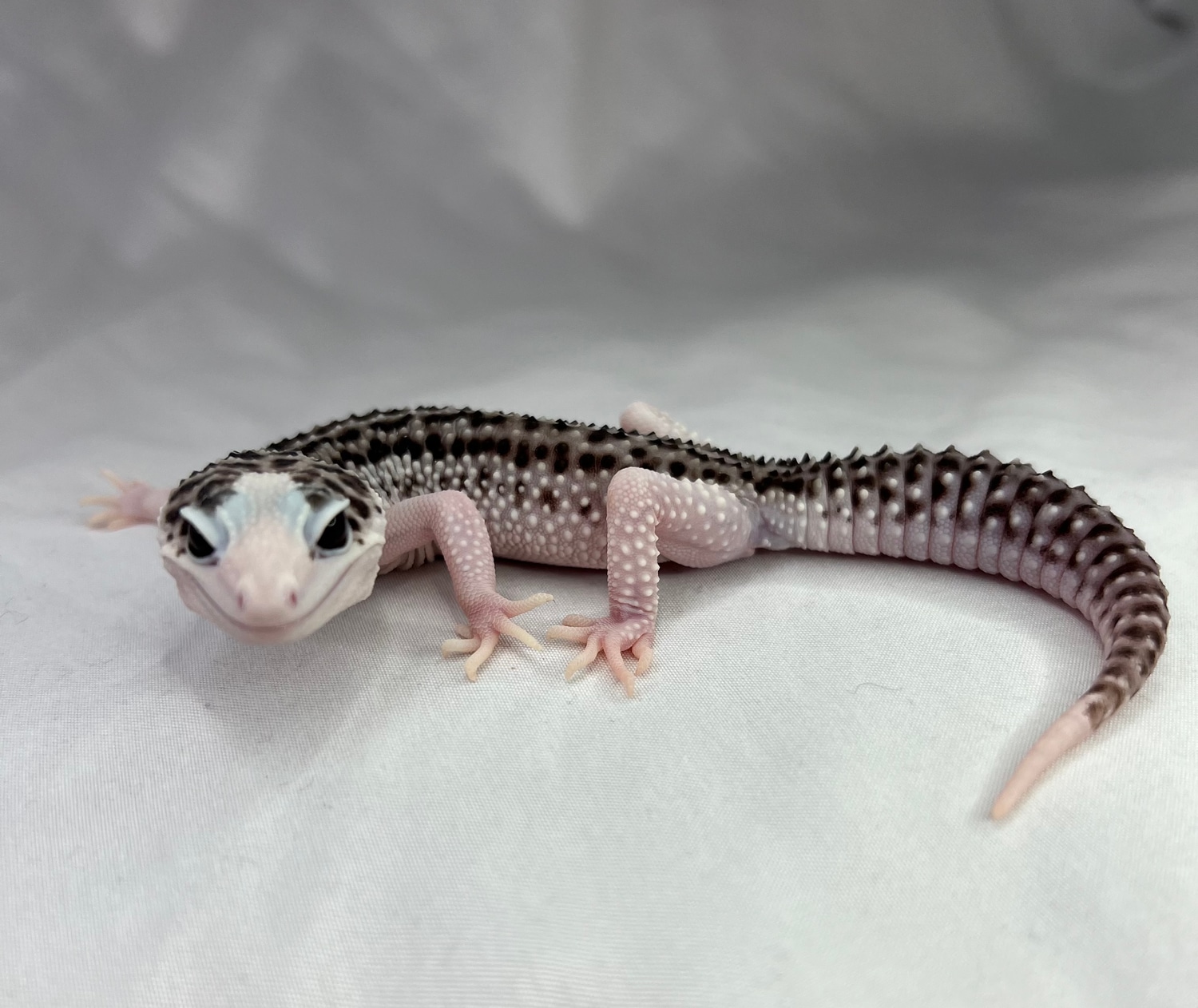 Hyper Xanthic Galaxy Pied Leopard Gecko by Puregoldgeckos - MorphMarket