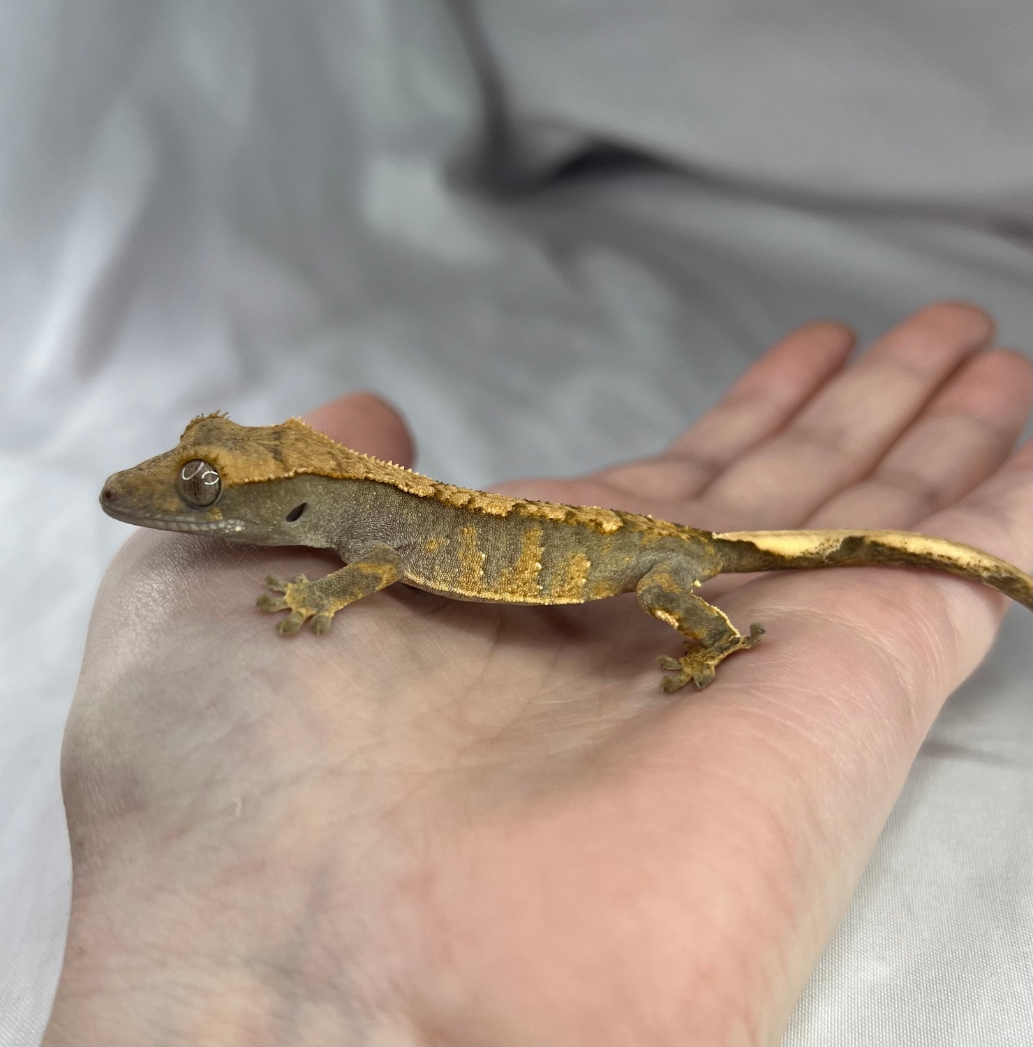 Tiger Crested Gecko by Puregoldgeckos - MorphMarket