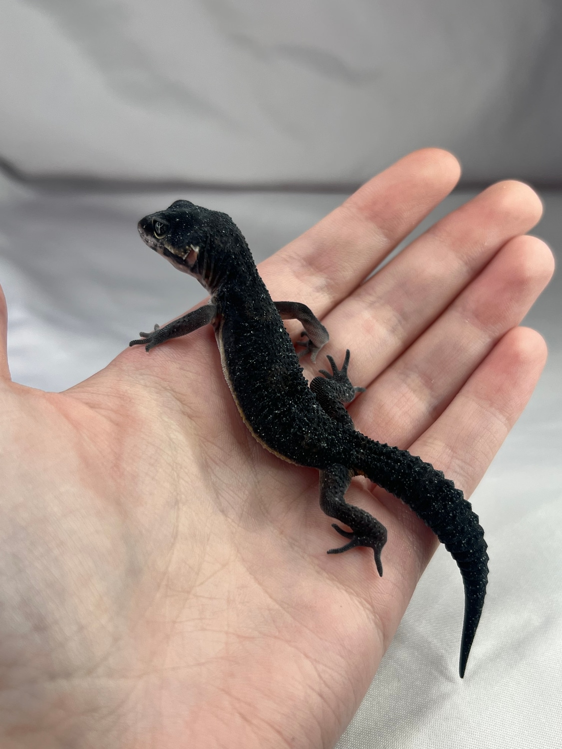 Jet Black Night Leopard Gecko by Puregoldgeckos - MorphMarket