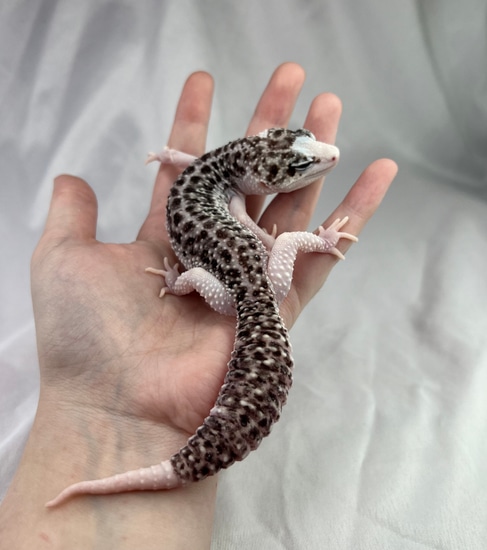 Hyper Xanthic Leopard Gecko by Puregoldgeckos