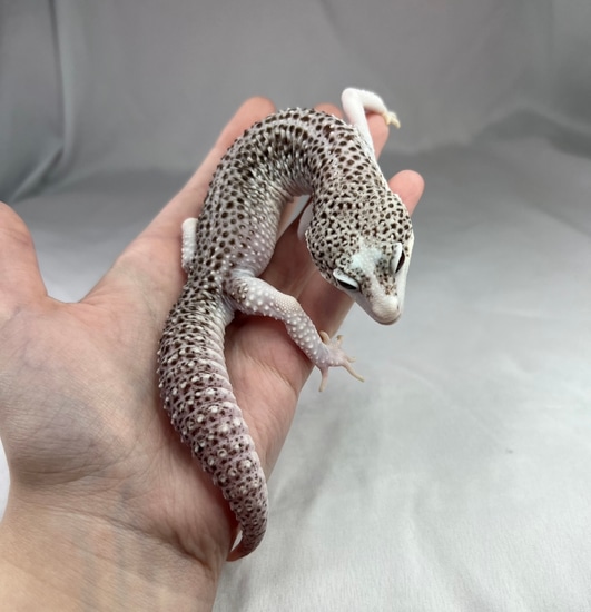 Super Snow Eclipse Leopard Gecko by Pure Gold Gecko’s