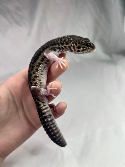 Panda Black Night Leopard Gecko by Puregoldgeckos