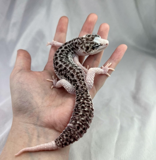 Hyper Xanthic Galaxy Pied Eclipse Leopard Gecko by Puregoldgeckos