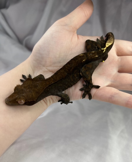 Dark Clean Base Cap Crested Gecko by Pure Gold Gecko’s