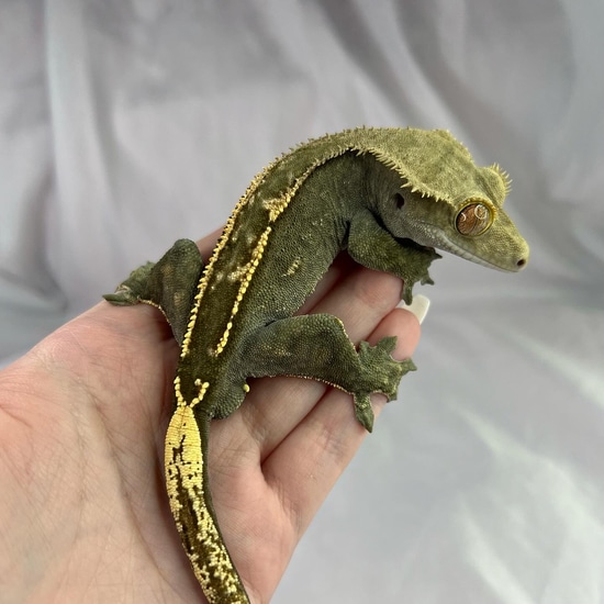 Empty Back Crested Gecko by Pure Gold Gecko’s