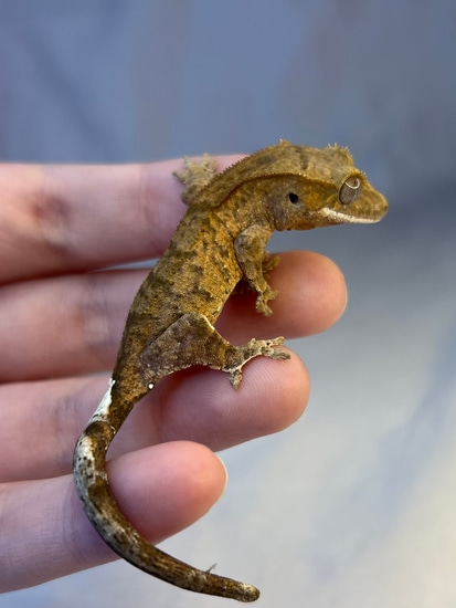 Brindle Cap Crested Gecko by Puregoldgeckos