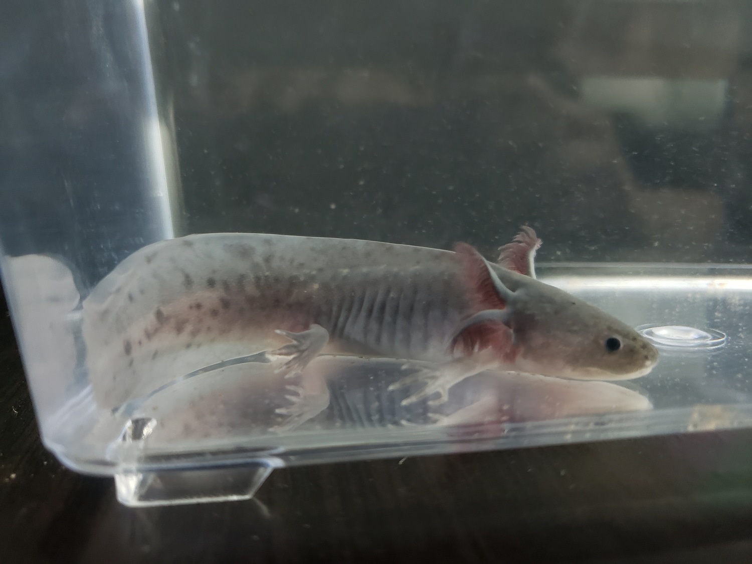 Melanoid Axolotl by Relaxolotl - MorphMarket