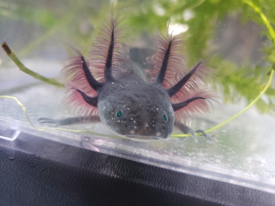Melanoid GFP Axolotl by Relaxolotl