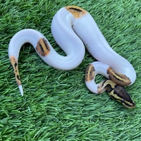 Super OD Cinnamon Fire YB Het Clown Ball Python by Purple Rain Reptiles ...