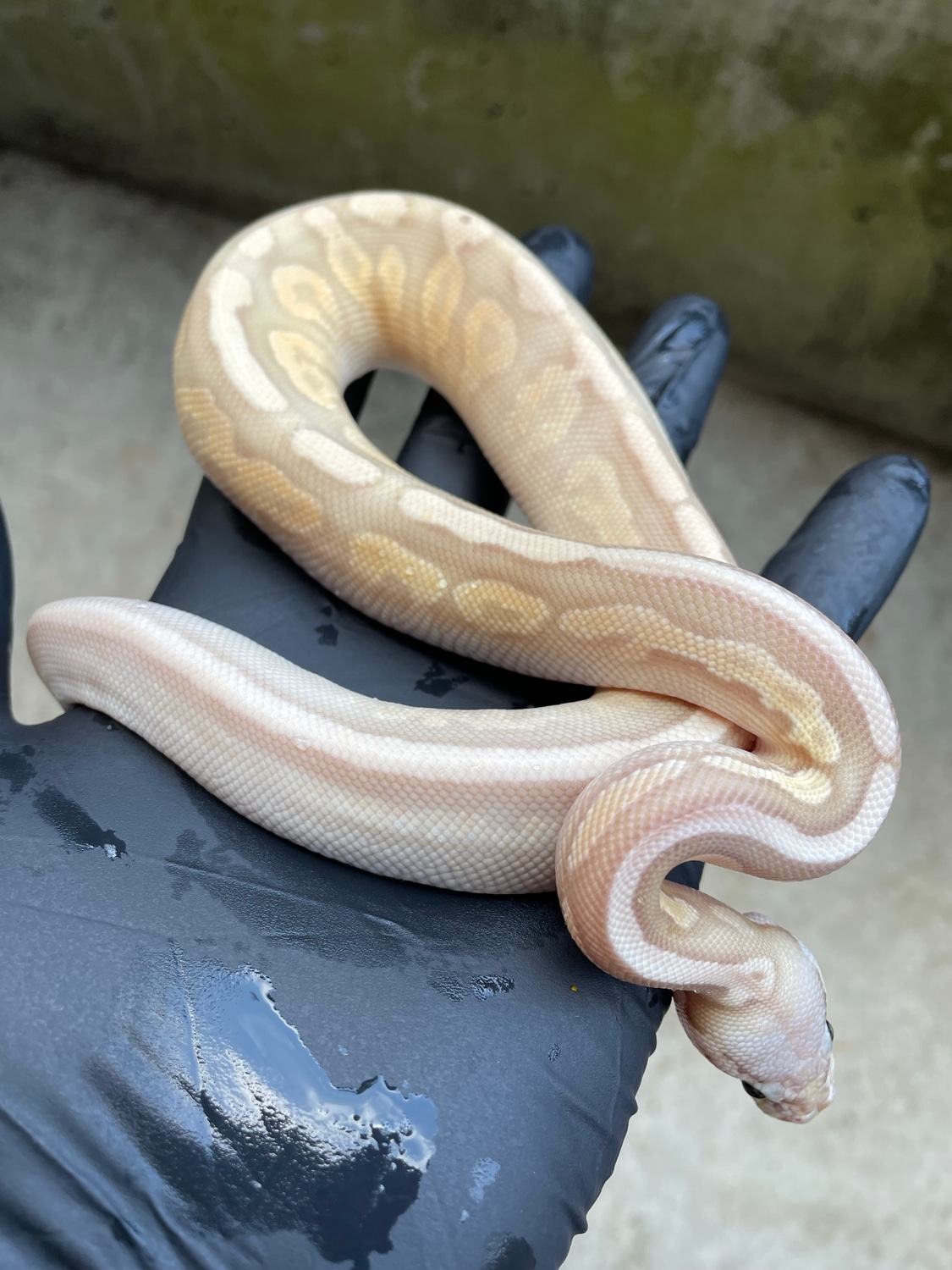 Banana Pewter Yellowbelly Het Clown Ball Python by Purple Rain Reptiles - MorphMarket