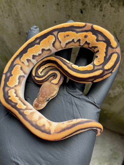 Super OD Cinnamon Fire YB Het Clown Ball Python by Purple Rain Reptiles ...
