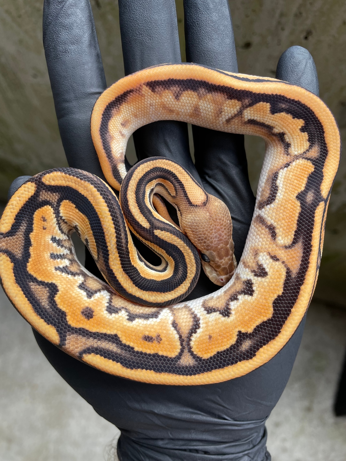 Super OD Cinnamon Fire YB Het Clown Ball Python by Purple Rain Reptiles ...