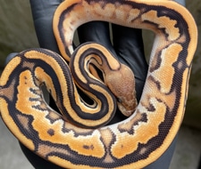 Super OD Cinnamon Fire YB Het Clown Ball Python by Purple Rain Reptiles ...
