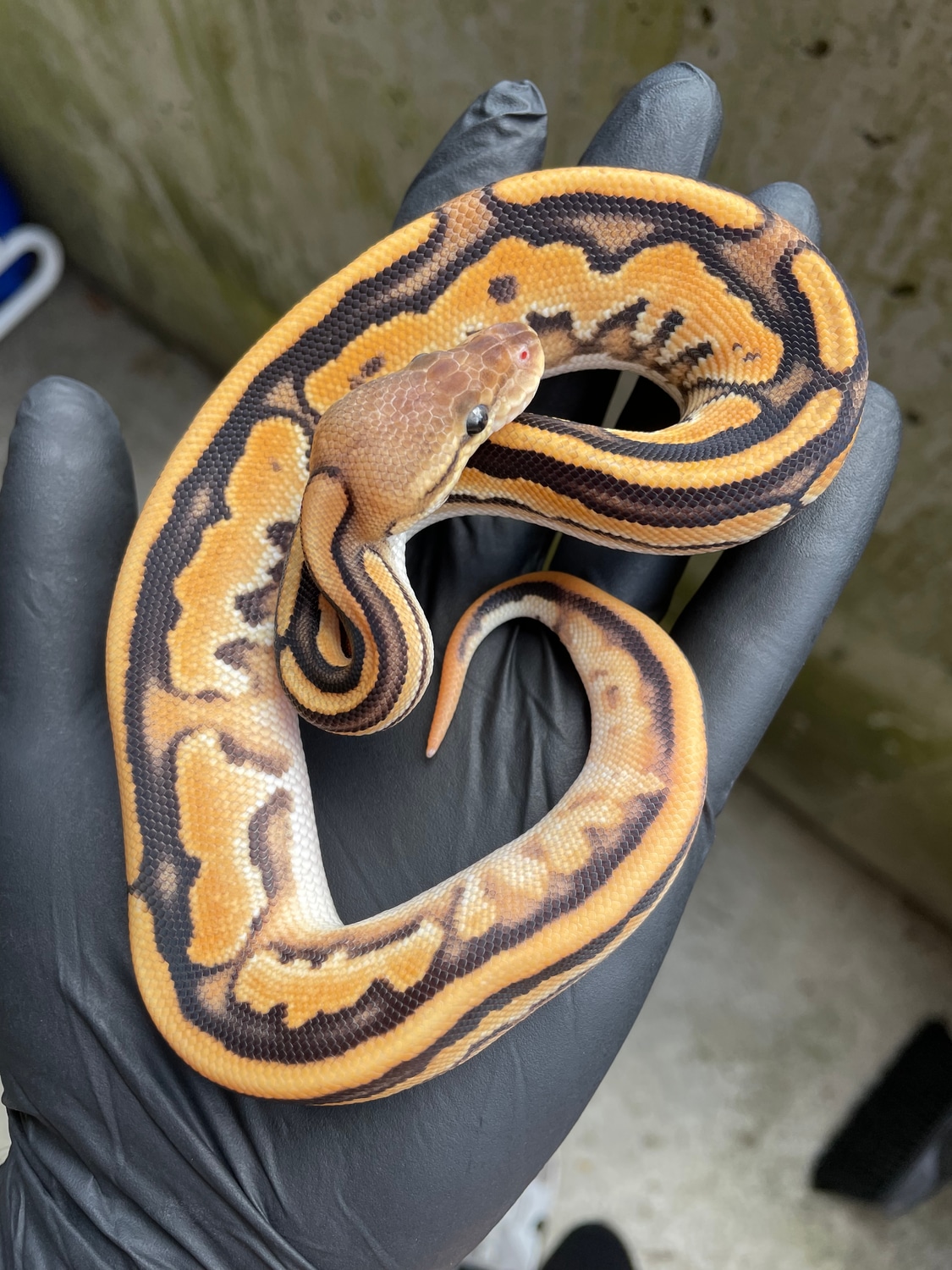 Super OD Cinnamon Fire YB Het Clown Ball Python by Purple Rain Reptiles ...