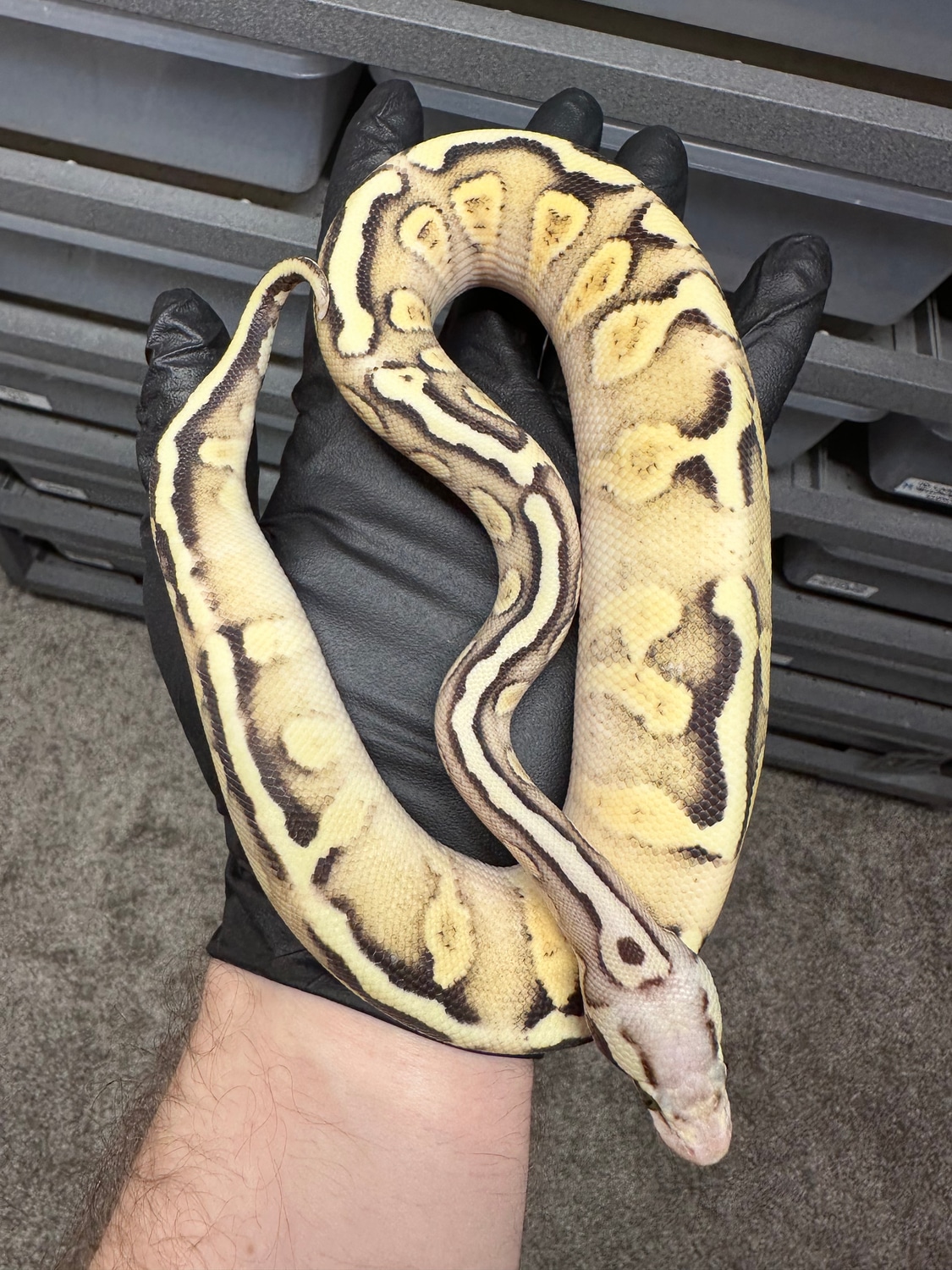Leopard Firefly GHI Russo Ball Python by Purple Rain Reptiles - MorphMarket