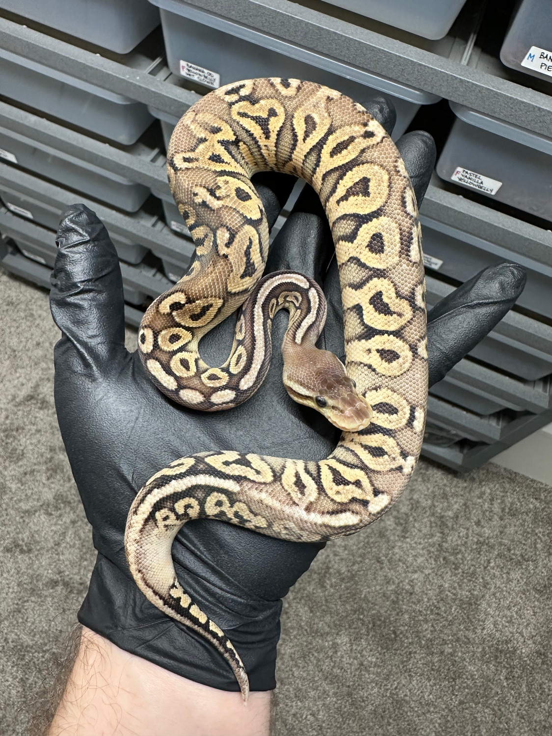 Black Pewter Gravel/Yellowbelly 50% Het Hypo Ball Python by Purple Rain ...