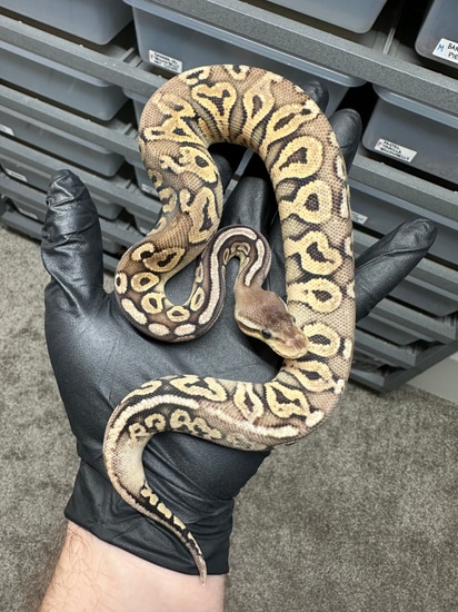 Black Pewter Gravel/Yellowbelly 50% Het Hypo Ball Python by Purple Rain ...