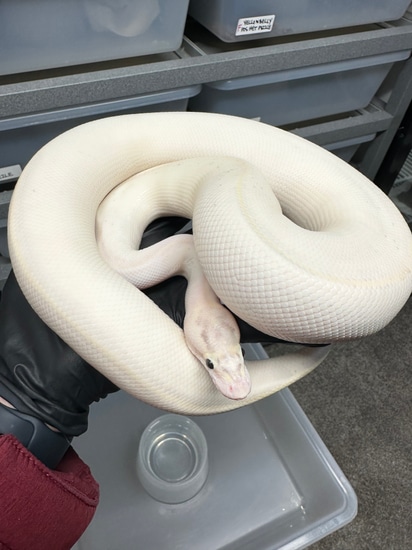 F Pastel Banana Ivory Ball Python by Purple Rain Reptiles