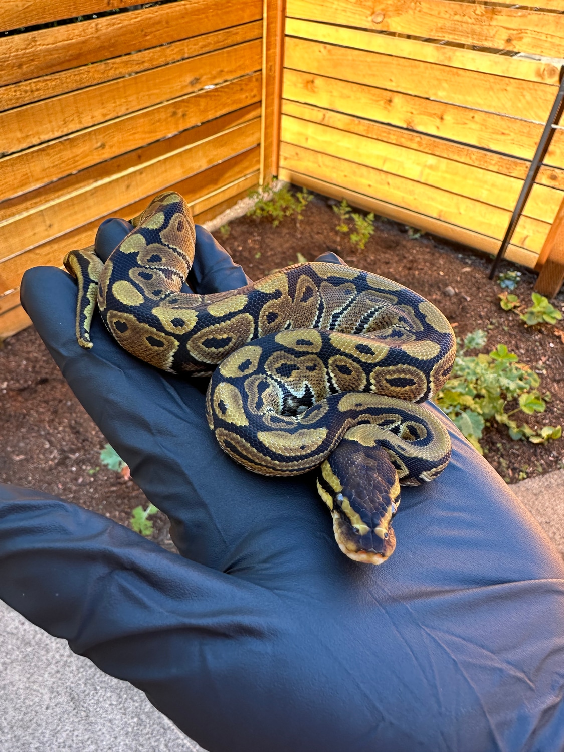 Double Het Puzzle Clown Ball Python by Purple Rain Reptiles - MorphMarket