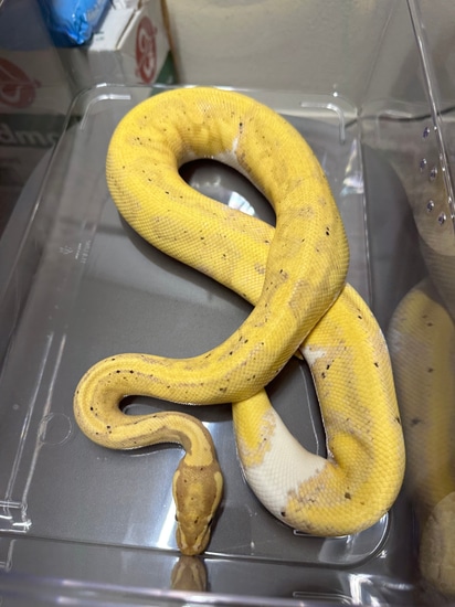 Banana Pied Ball Python by Purple Rain Reptiles
