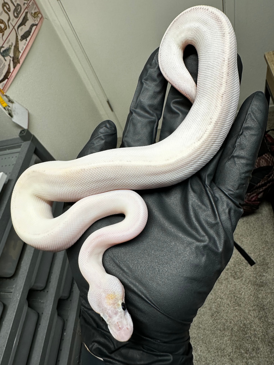 Ivory POS Cinnamon OD Het Clown Ball Python by Purple Rain Reptiles ...