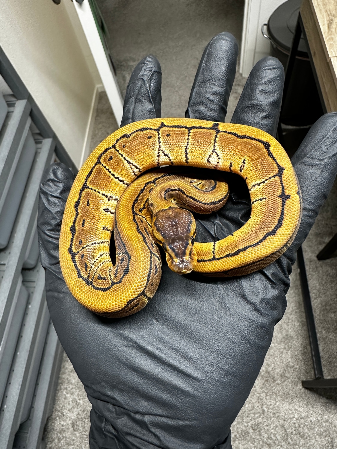 Purple Rain Reptiles