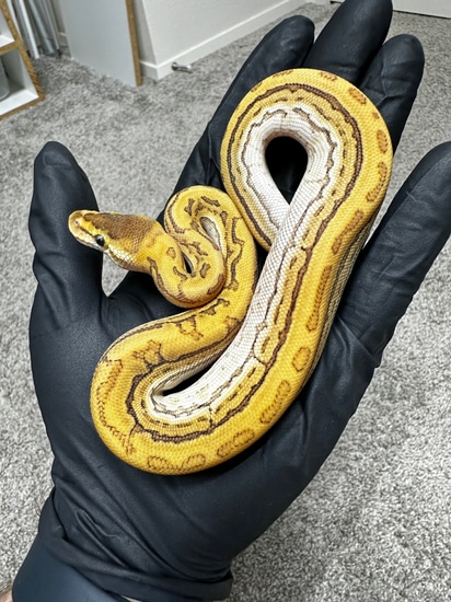 Jigsaw Puzzle 50% Het Cryptic Ball Python by Purple Rain Reptiles