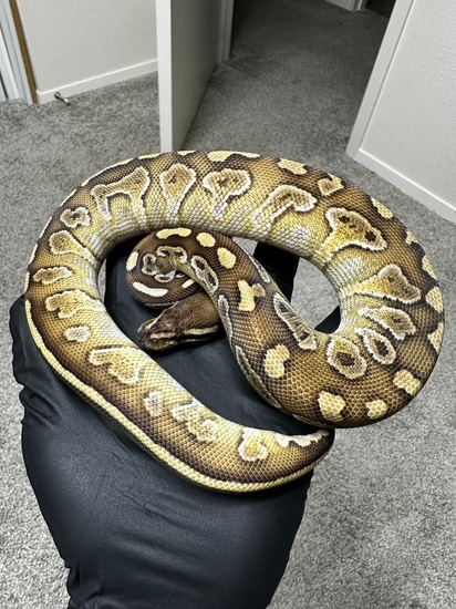 Grim Lesser Ball Python by Purple Rain Reptiles