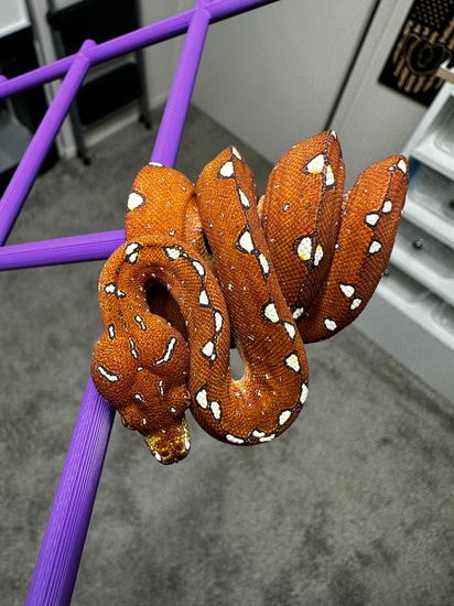 Designer Outcross Green Tree Python by Purple Rain Reptiles