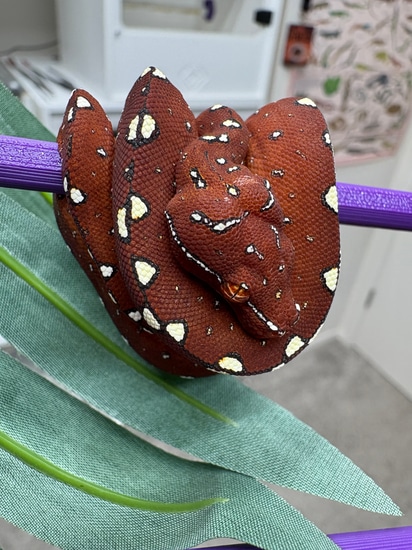 Designer Outcross Green Tree Python by Purple Rain Reptiles