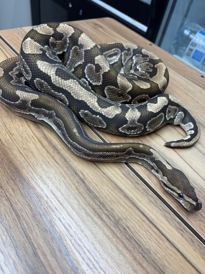 Mojave Puzzle Ball Python by Purple Rain Reptiles