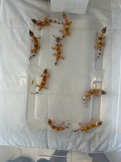 Leopards Geckos Leopard Gecko by Superior reptiles