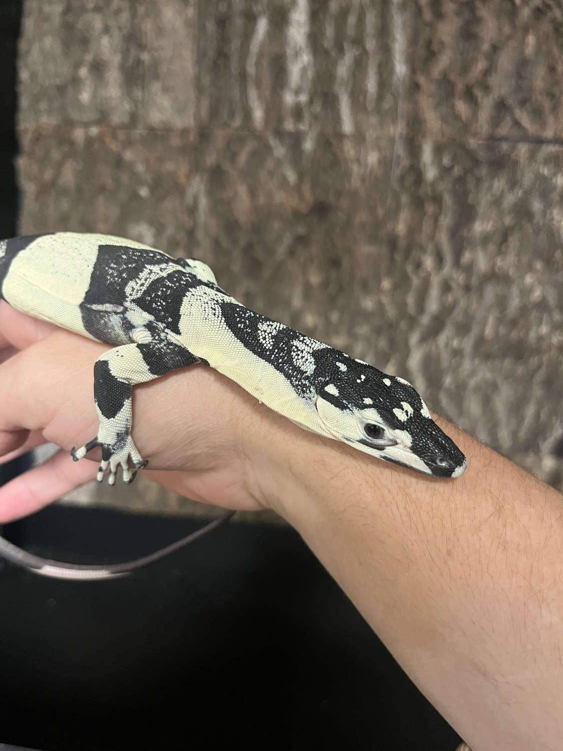 Bell Phase Lace Other Monitor by Superior reptiles - MorphMarket