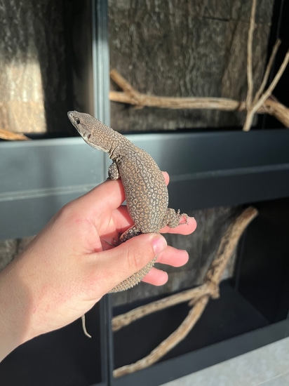 Storrs Monitor Other Monitor by Superior reptiles