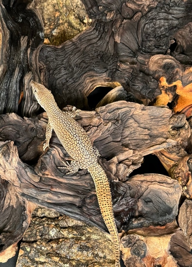 Storrs Monitor Other Monitor by Superior Reptiles