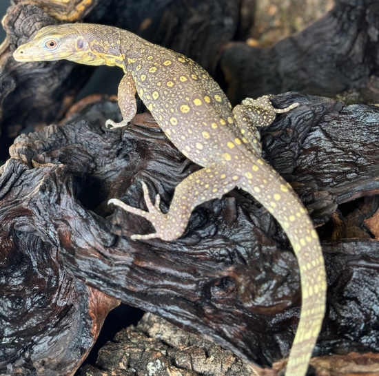 Coral Albino (T+/T-) Water Monitor by Superior reptiles