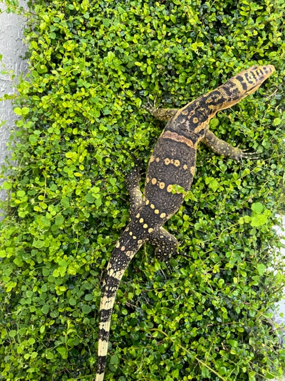 Sulfur/cumingi (Socialized) Water Monitor by Superior reptiles