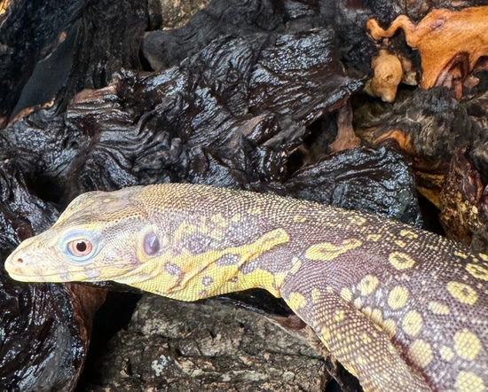 Coral Glow Albino Water Monitor by Superior Reptiles