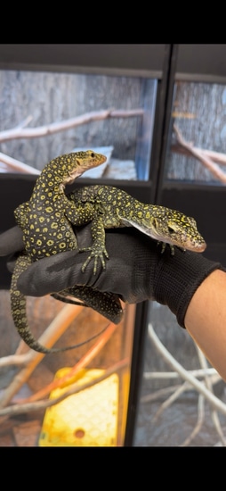 Varanus Colei Pos Pair Other Monitor by Superior Reptiles