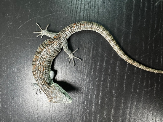 Abronia Lythrochila #2 (With CITES) Alligator Lizard by Superior reptiles