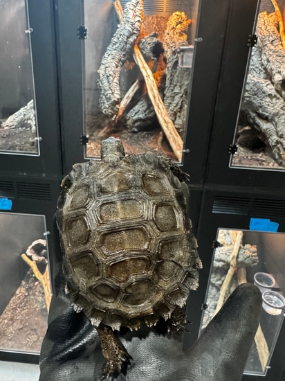 Burmese Black Mountain Tortoise Asian Brown Tortoise by Superior Reptiles