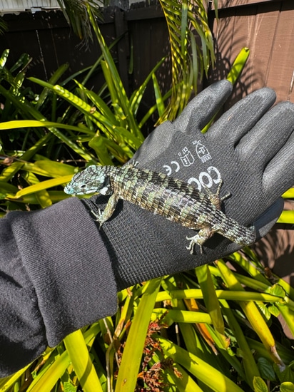 Abronia Taeniata #1 (With CITES) Alligator Lizard by Superior Reptiles